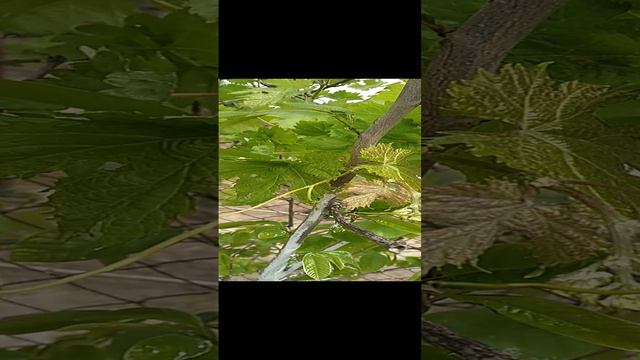 Азимина- надо ли формировать. Май 24г