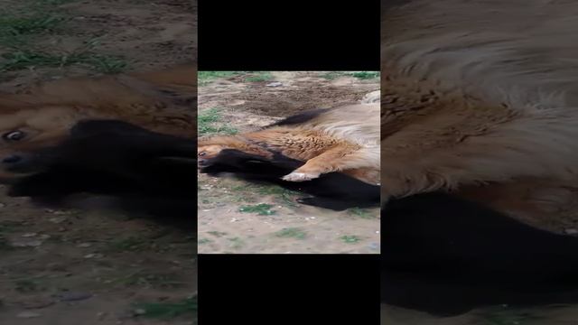 Марта и Фокси. Собаки - очароваки)