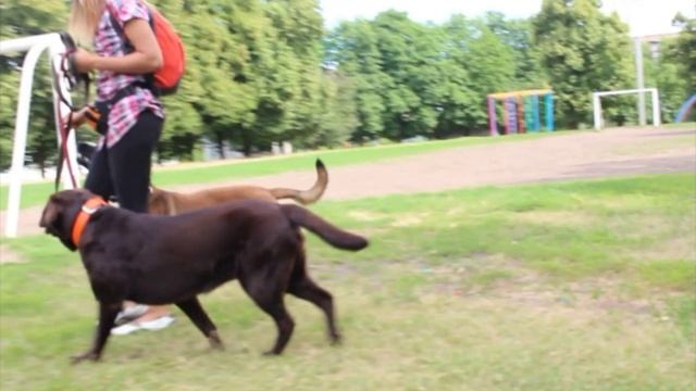 Выгул и дрессировка двух собак одновременно