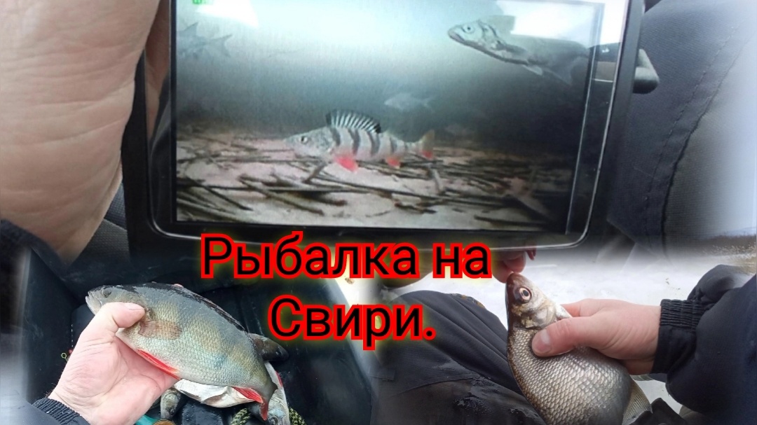 РЫБАЛКА НА РЕКЕ СВИРЬ.В ПОИСКАХ МОРДАТЫХ ОКУНЕЙ.