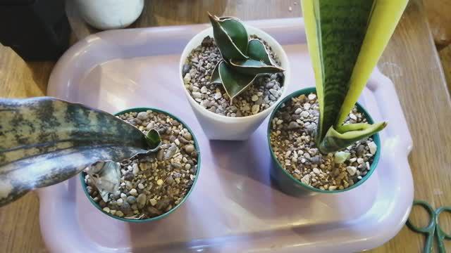 Укоренившиеся сансевиерии переезжают в новые домики