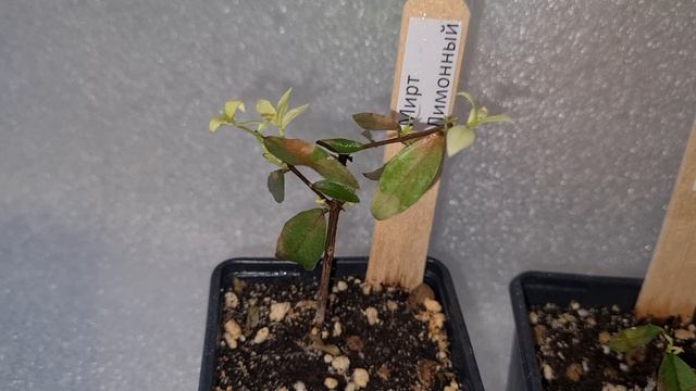 Мирт Лимонный