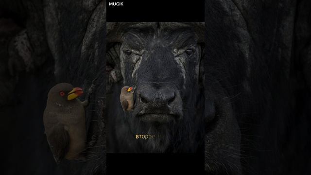 Победители конкурса World Nature Photography Awards 2024 #1