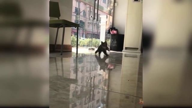 1 Новый проект.mp4