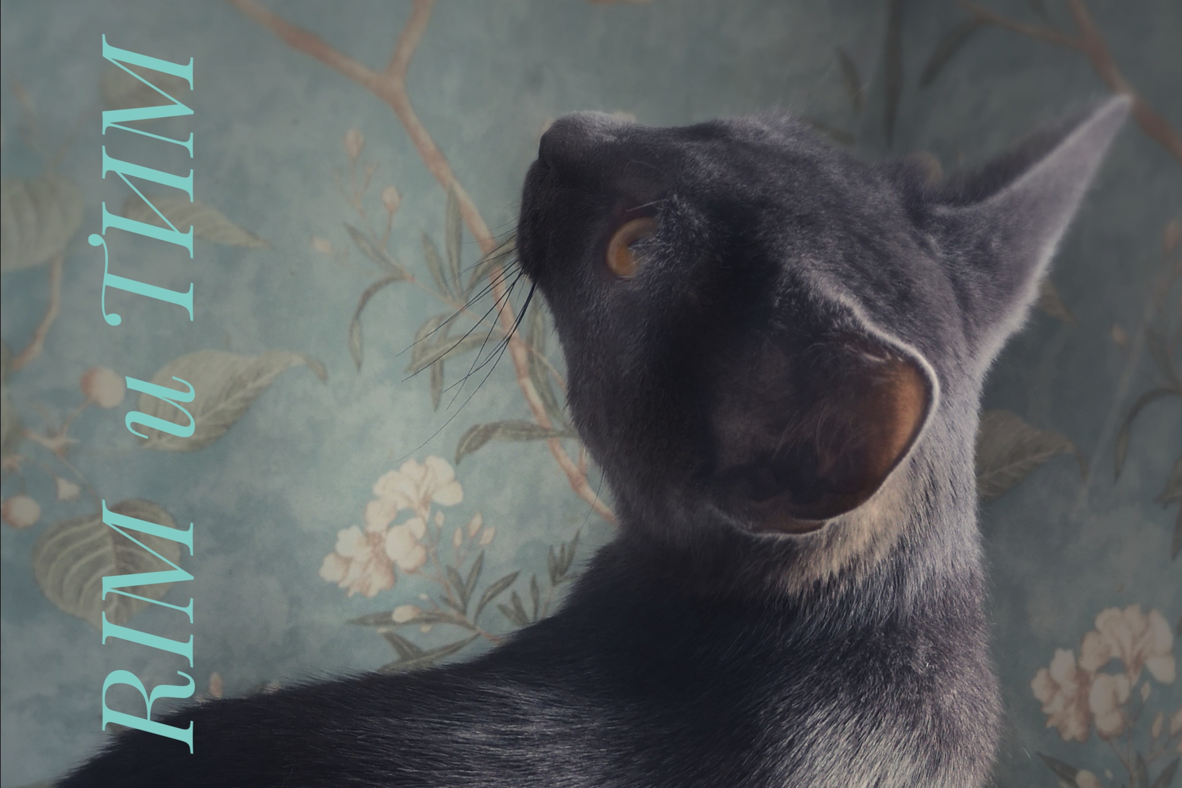 Дорога домой. РИМ и ТИМ