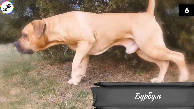 Топ 10 пород собак занесённых в черный список