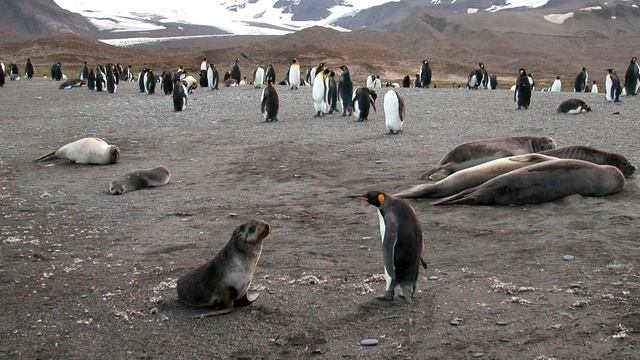 Антарктида — шестой материк. Свидание с Антарктидой. Животные Антарктиды.