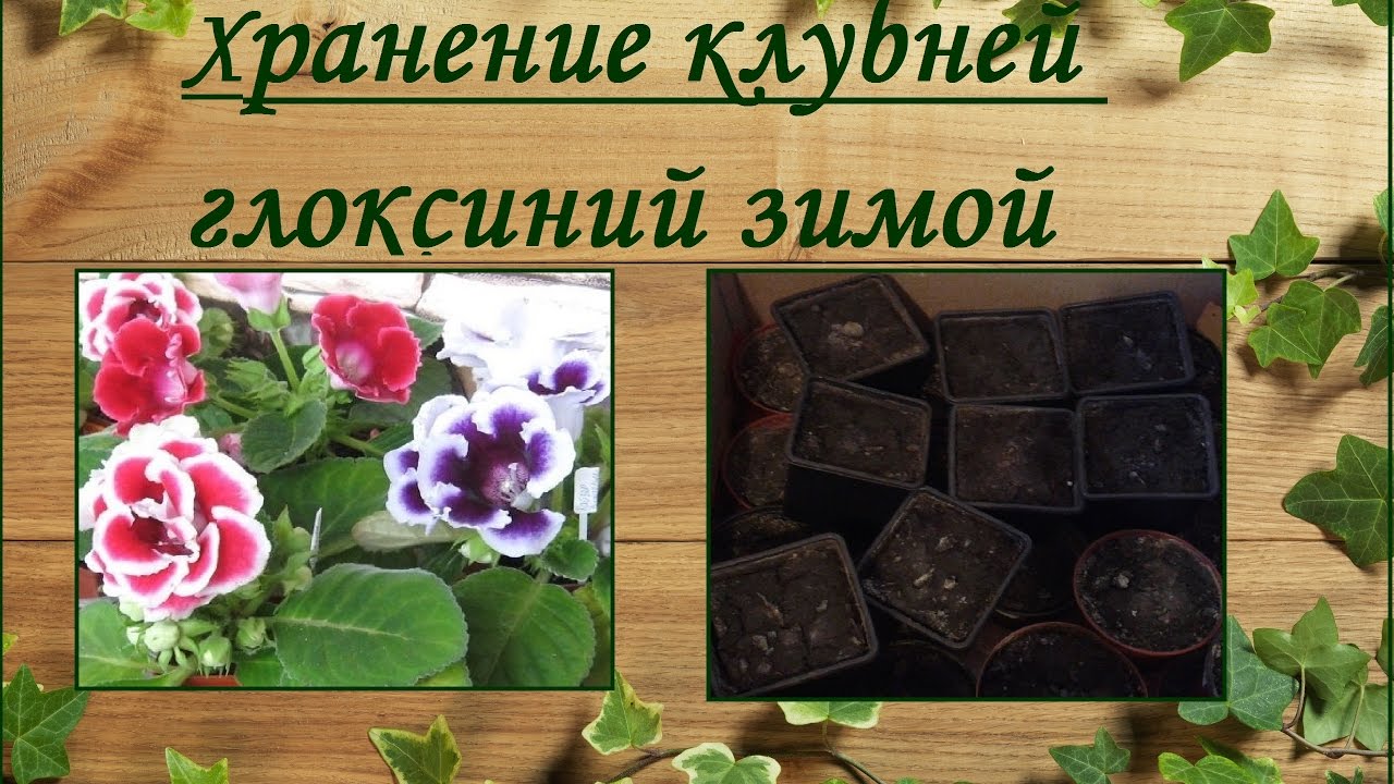 Глоксинии, хранение клубней зимой, период покоя у глоксиний