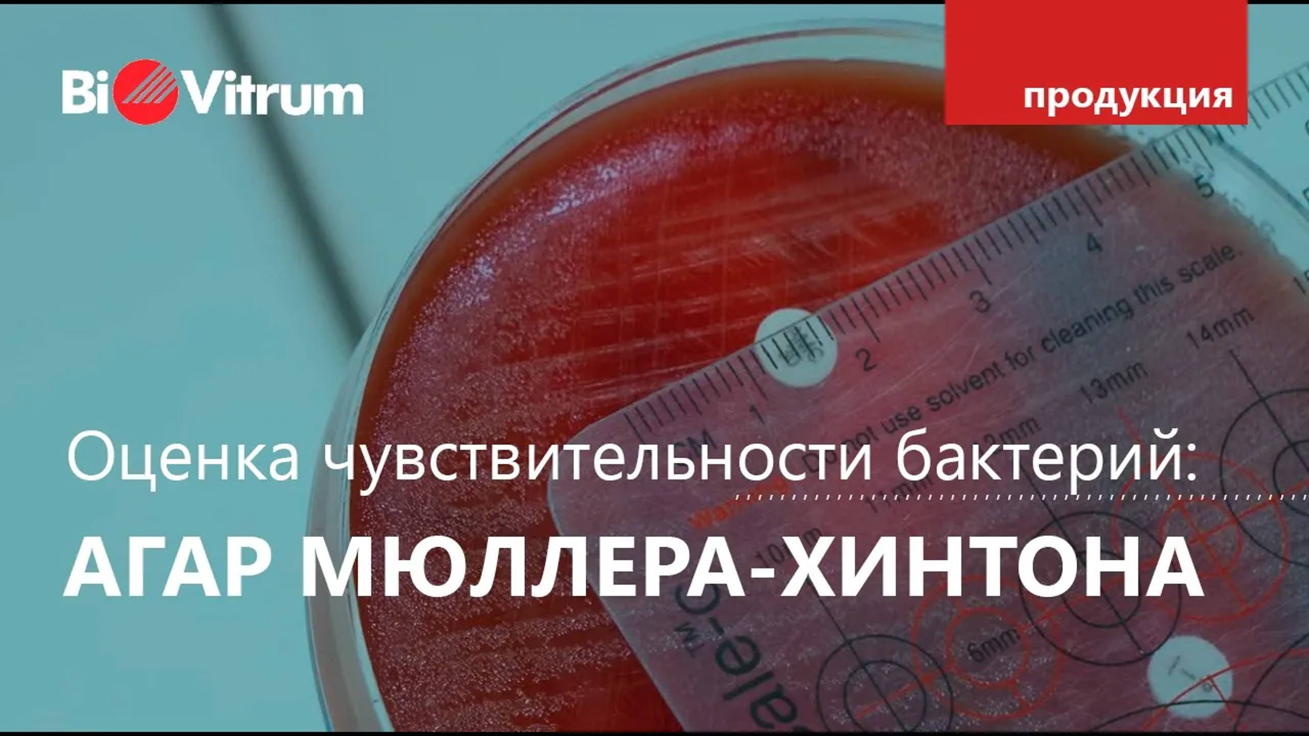 Чувствительность бактерий: Мюллер-Хинтон