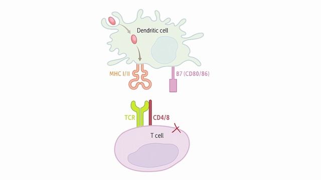 USMLE RX - 6.Иммунология - 2.Иммунные реакции - 5.Анергия