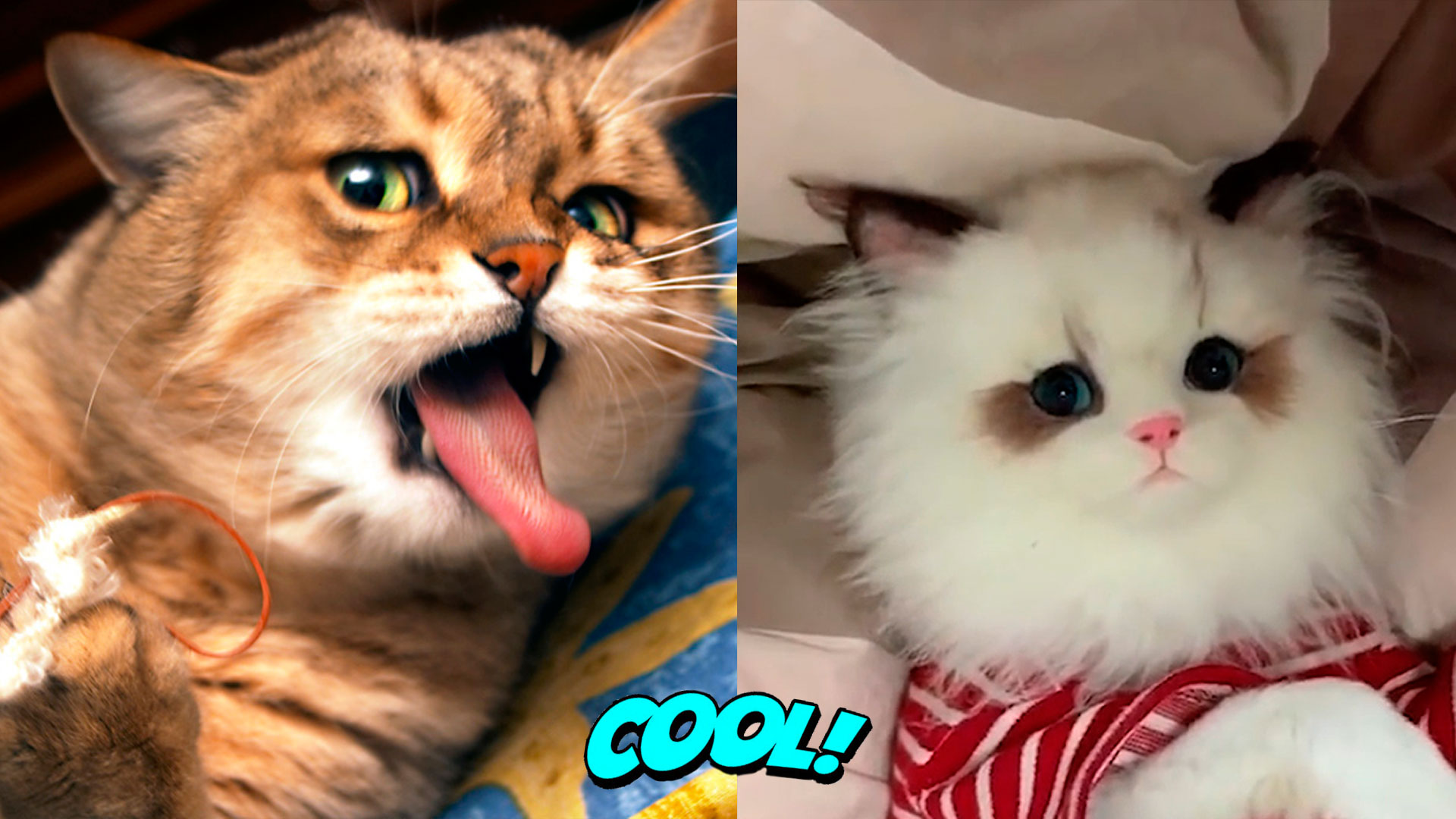 Самые смешные кошки и собаки  Милые животные #7