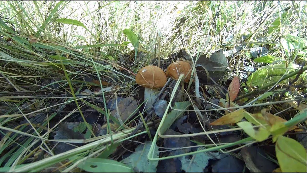 В поисках грибов. После заморозков