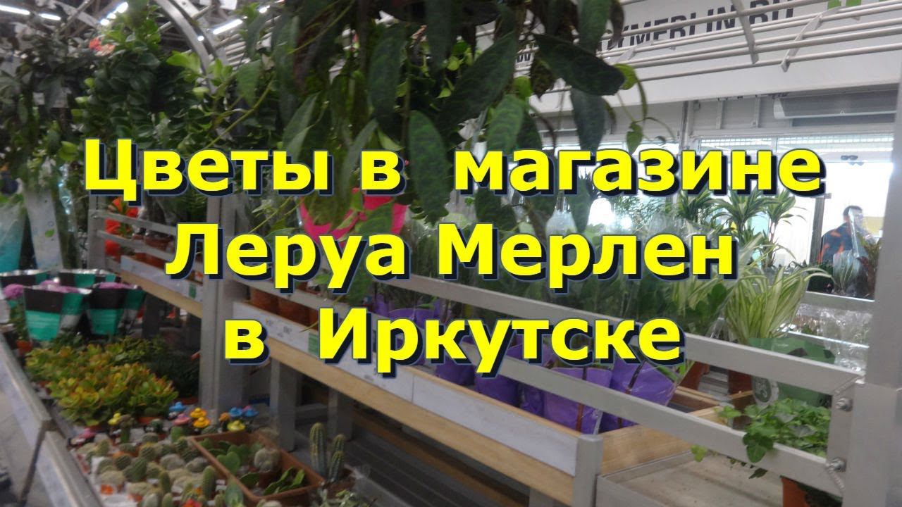 Леруа Мерлен в Иркутске/Обзор орхидей и других комнатных цветов