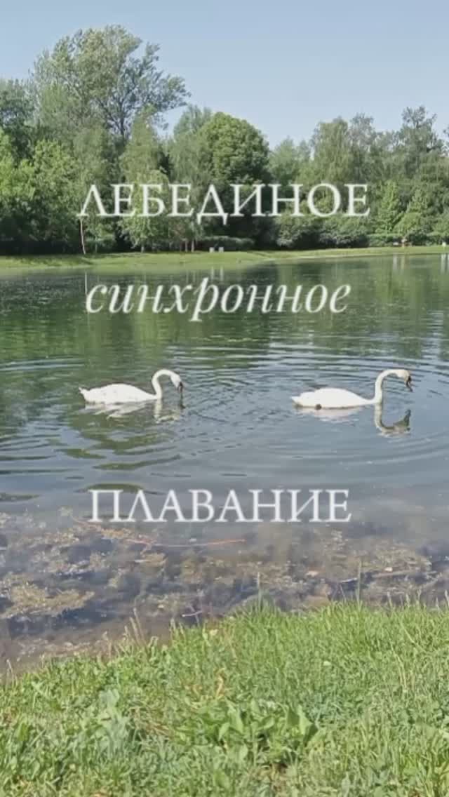 Лебединое синхронное плавание 🦢