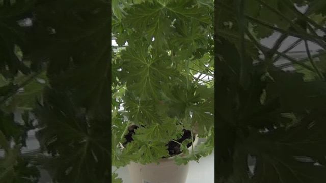 Комнатные растения безопасные для кошек | Пеларгония герань лимонная #shorts