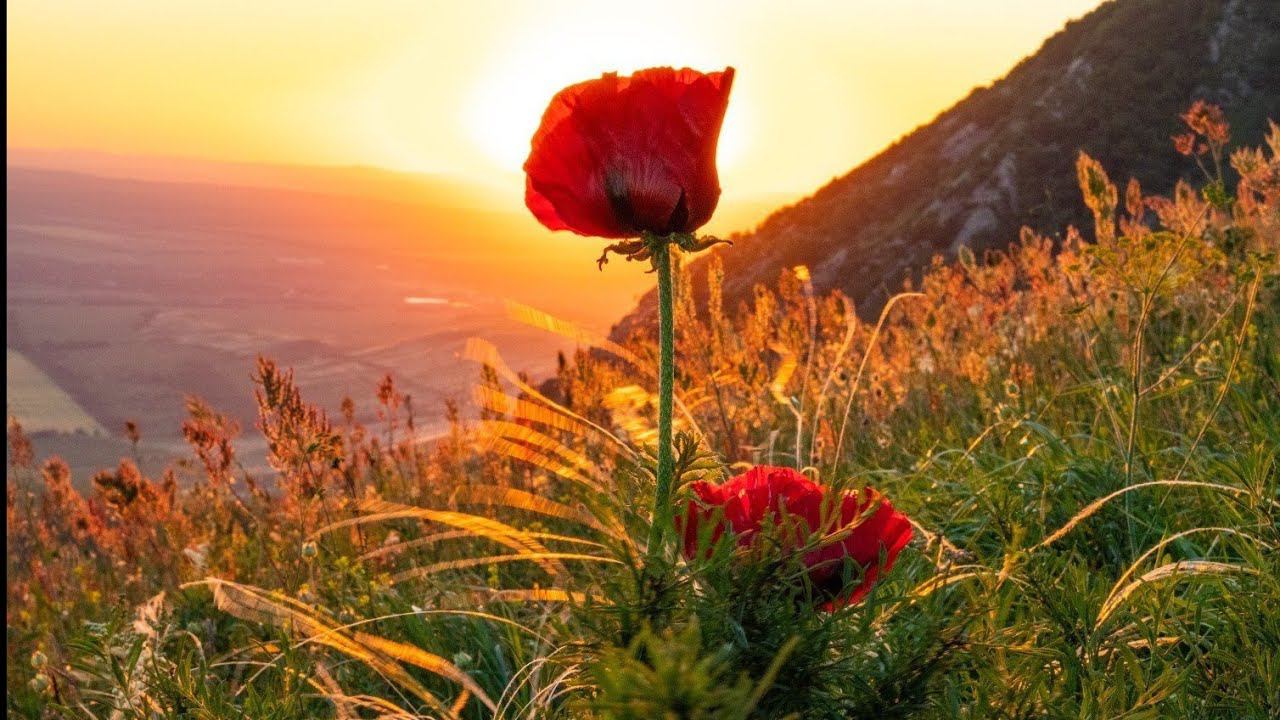Песня  «Алый цветочек»
