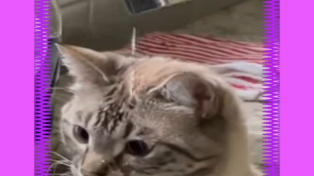 Эти глаза напротив , ярче и всех милей !!!