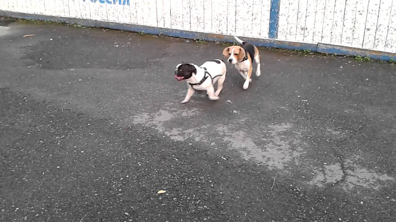 Бигли Фока, Альтаир, француз Борман 22.05.2013 ч.2