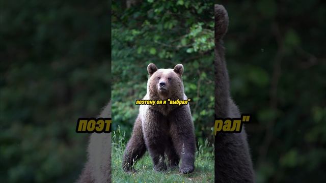 Зачем медведь уходит в спячку???