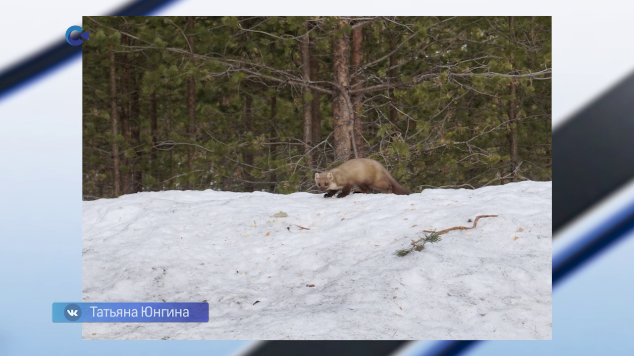 Экскурсовод национального парка Паанаярви Татьяна Юнгина запечатлела на фото лесную куницу