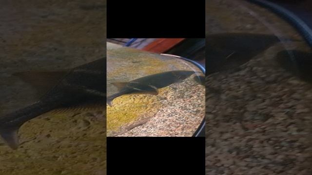 океанариум СПБ Питер