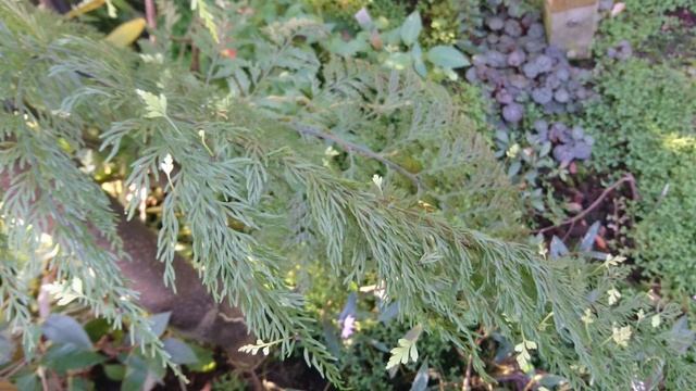 Папаротник. Ботанический сад Орхус, оранжереи тропического леса.  5 марта 2022, Дания