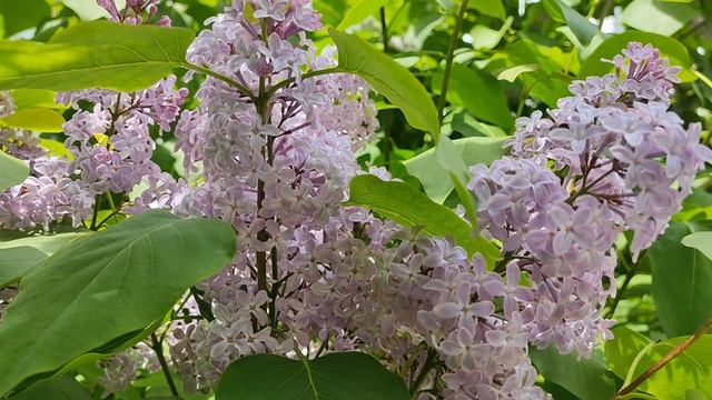 Летний дождь.