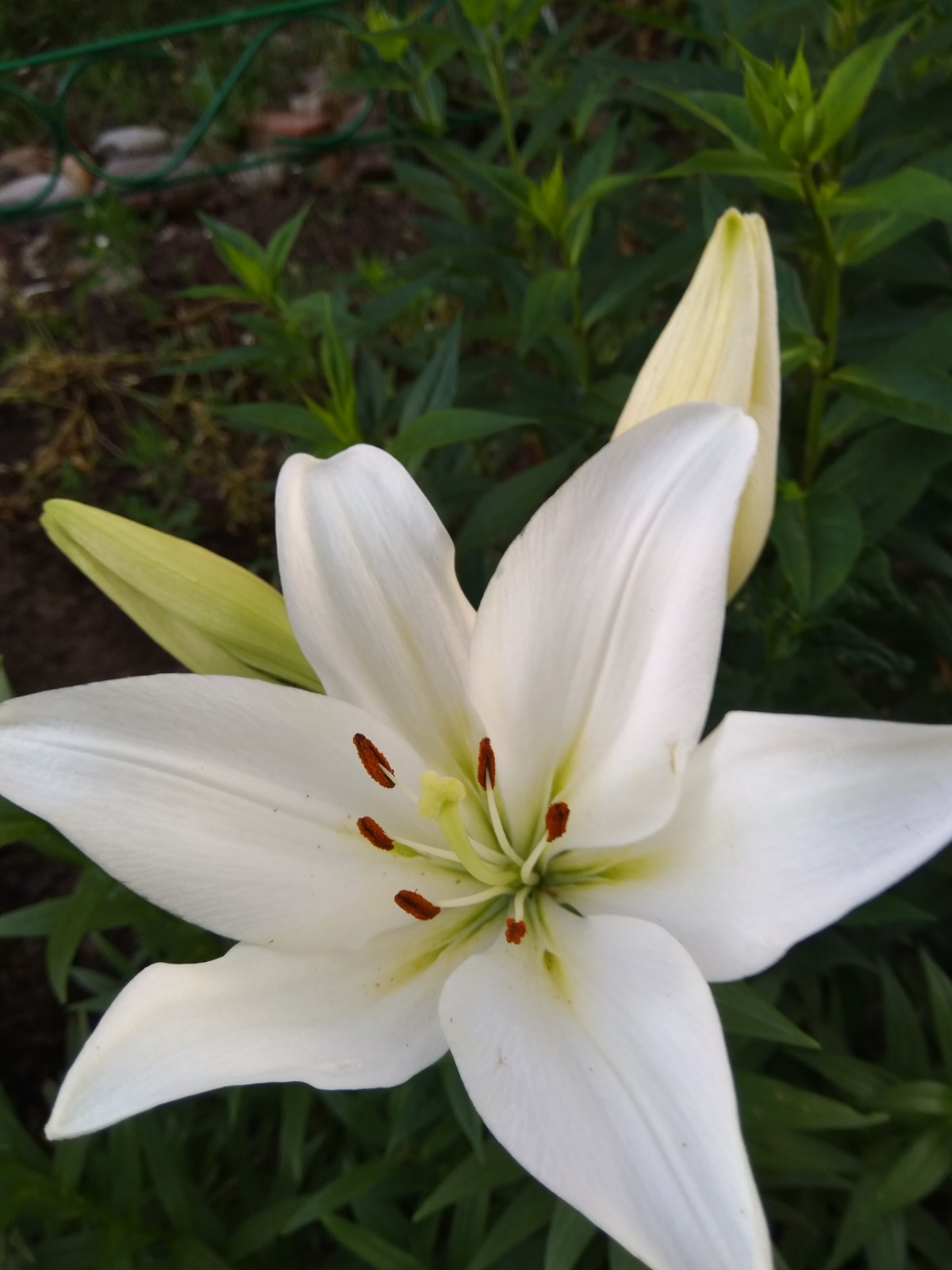 Flowers of our summer.mp4