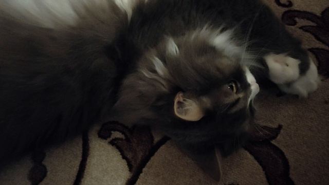 "Не доброе утро" (забавные кошки)