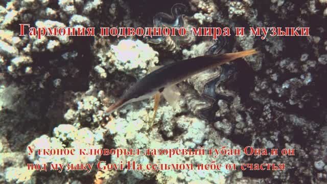 45. Утконос клюворыл лазоревый губан Она и он под музыку Govi На седьмом небе от счастья