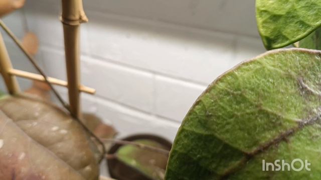 полочки с хойями