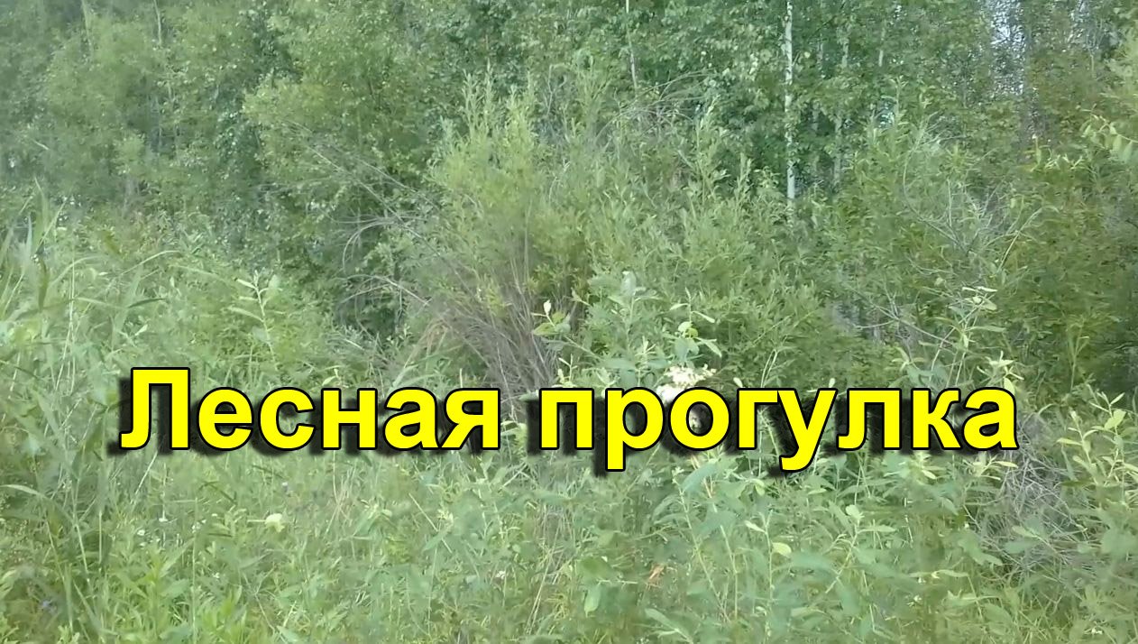 Лесная прогулка
