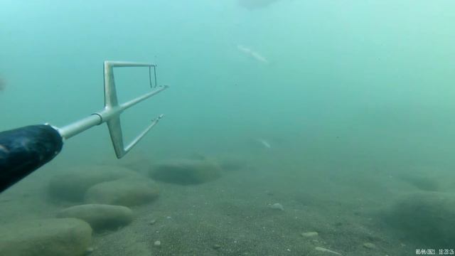 Подводная охота Сочи. Лобан 2021 (1часть)