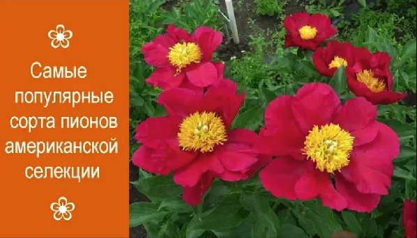 ❀ Самые популярные сорта пионов американской селекции