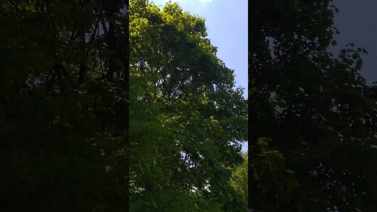 Усадьба Измайлово. 290524.Серебряный пруд.Часть 3.Автор: Илья Химич LukBigBox#Илья#Химич#LukBigBox