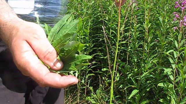 Хозяйство Воронова | Быстро собрать листья Иван чая. Маленькие секреты