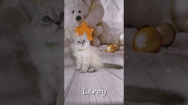 Помет "L" 7 недель / питомник "Маскарадный вальс"