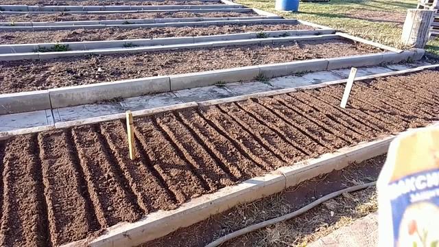 53. 22 апреля 2023 г. Посадка моркови. Опрыскивание Максим дачник и Фитоспорин моркови и клубники.