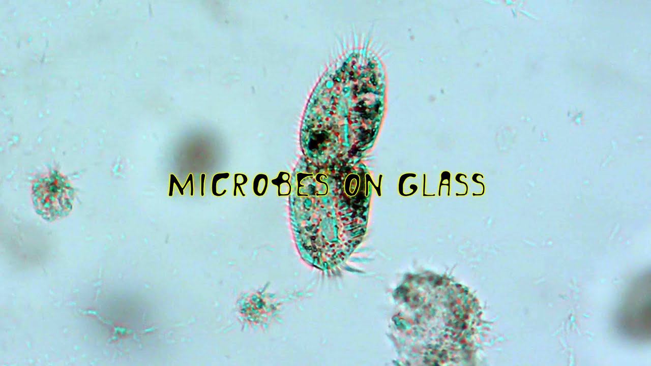 Инфузория-туфелька (лат. Paramécium caudátum), деление.