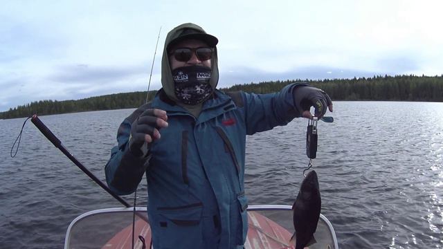 Рыбалка в Карелии 2024 Лето, Крупный окунь от 600 гр мощные раздачи рыбы, Мушки Карелии работают100%