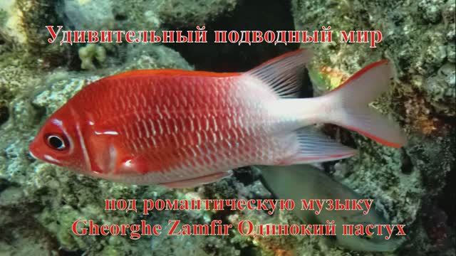 Удивительный подводный мир под музыку Gheorghe Zamfir Одинокий Белка серебрянопятнистая солдат
