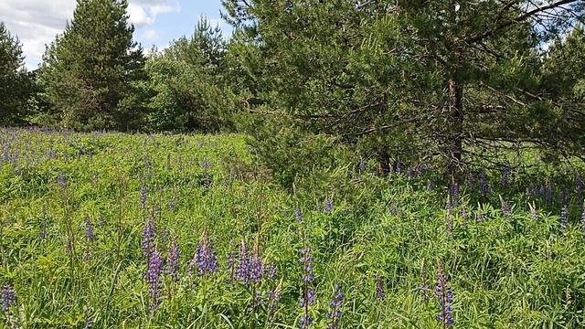 Люпины цветут, природа, лето, видео от 4 июля