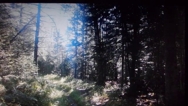 Ориентирование в лесу. Заблудившиеся