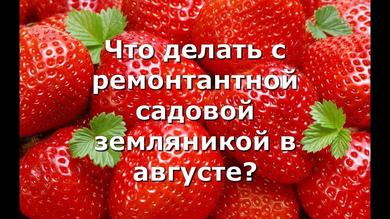 Что делать с ремонтантной садовой земляникой в августе?