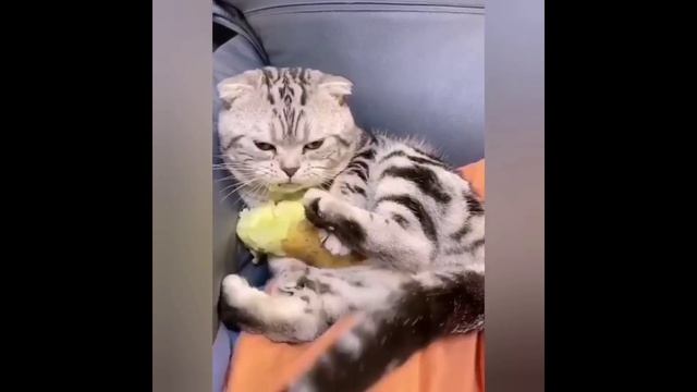 Коты - наши забавные питомцы