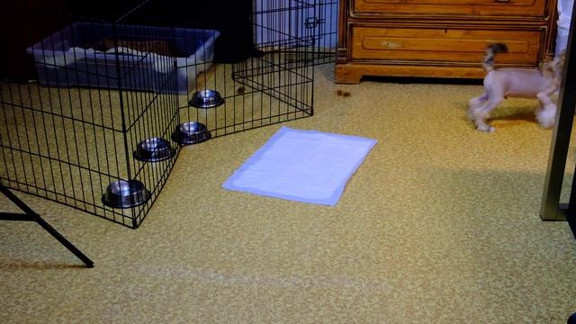 Красавчик, Честер