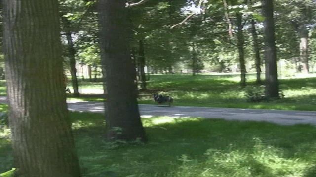 Учимся быстро бегать с помощью собаки