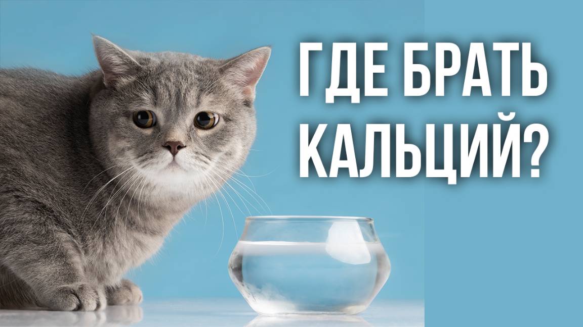 Добавлять ли кальций в корм или натуралку?