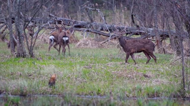 ОЛЕНИ ПЯТНИСТЫЕ