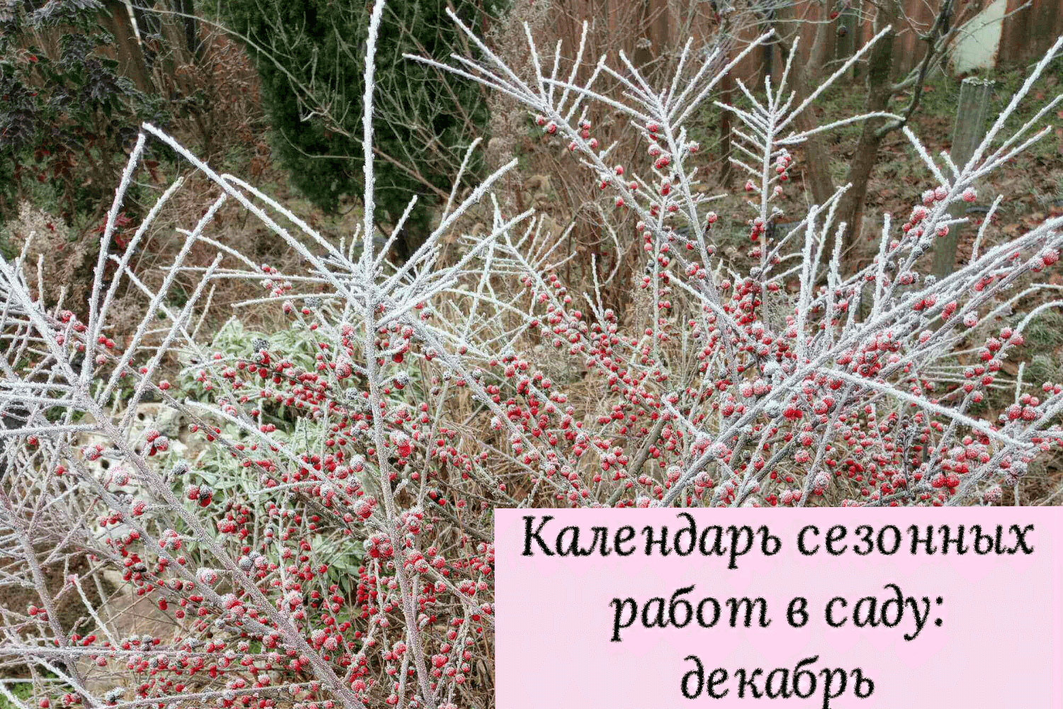 Календарь сезонных работ в саду: декабрь